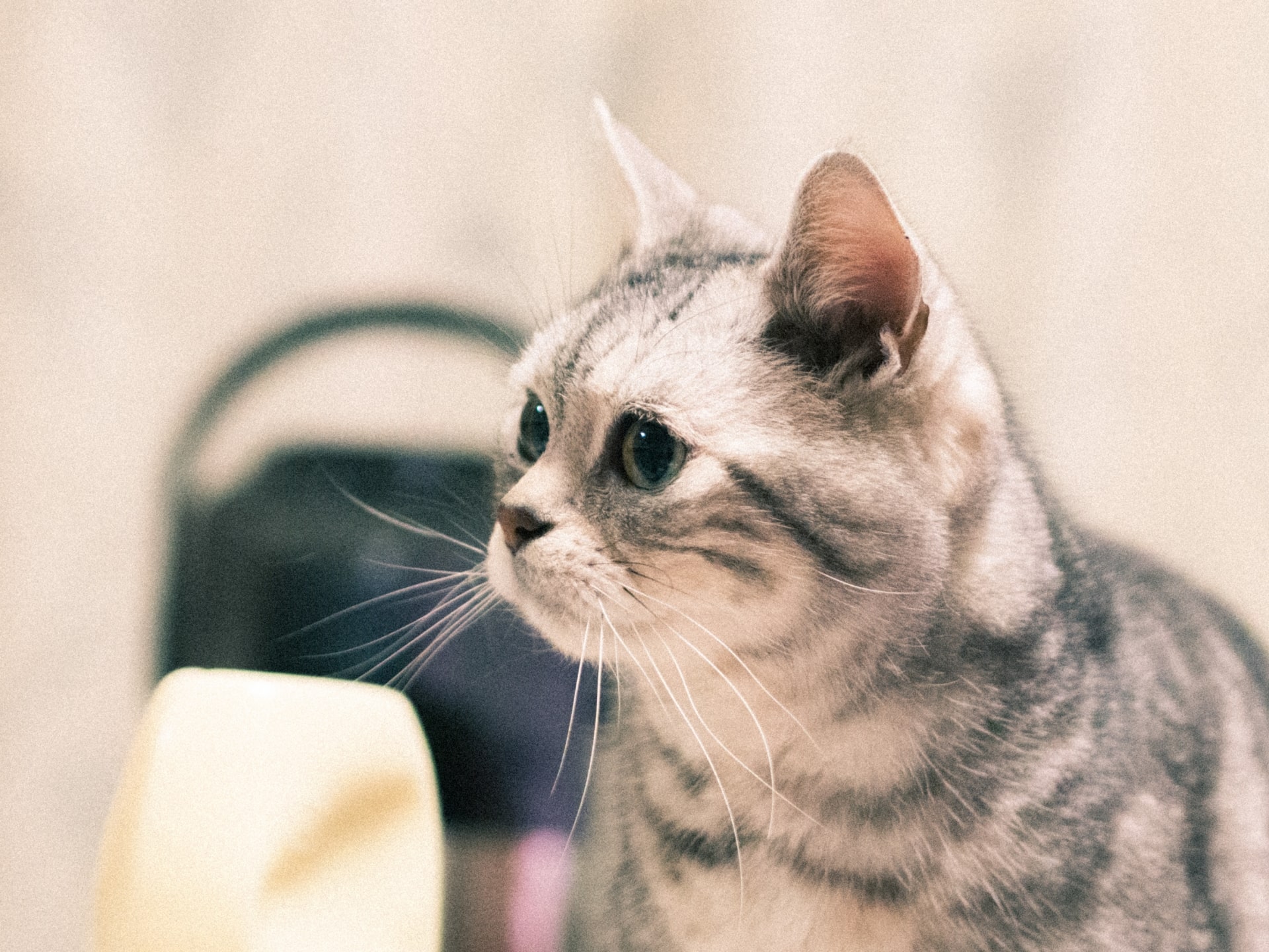 【女性社員が選んだ】今飼いたい「猫種」ランキングtop18! 第1位は「アメリカンショートヘアー」【2023年最新調査結果】(1 5