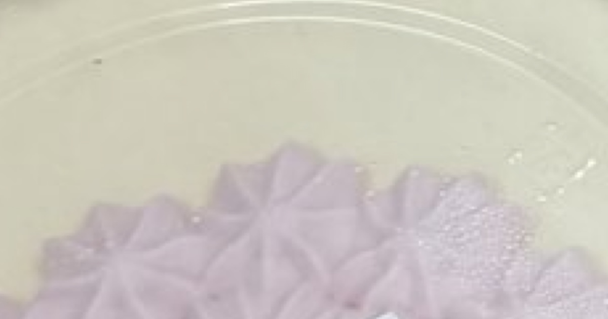 クリスマス前、1人暮らしの夕食は……「エグい」「羨ましいけど」 とんでもない光景に「笑ってしまいました」（画像） | グルメ ねとらぼ